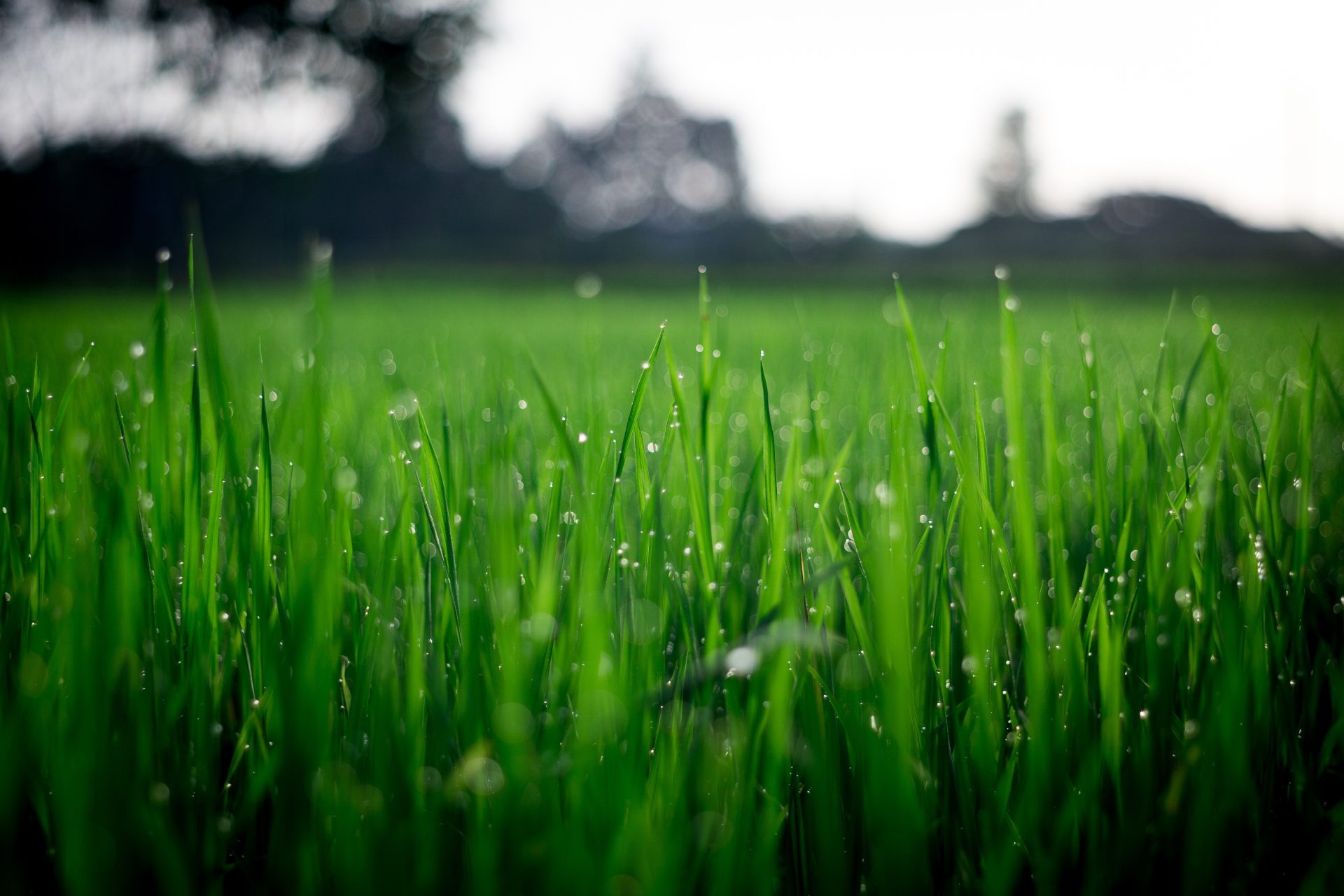 Fertilization Services in the South Shore - Mass Lawn Pros