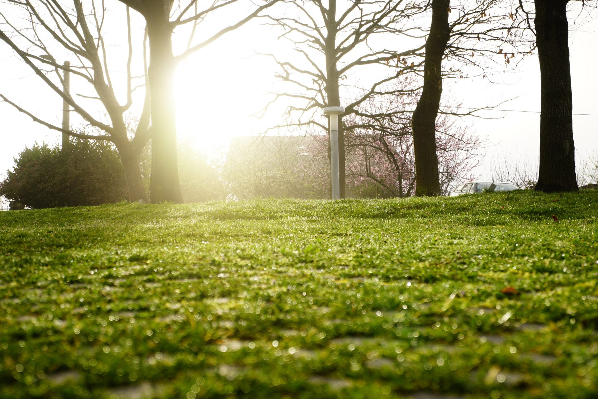 Early Spring Lawn Care Tips - Mass Lawn Pros